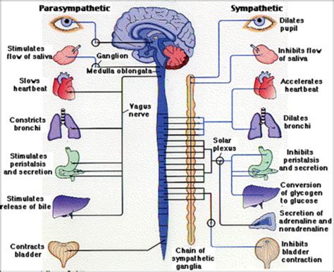 Intro To The Autonomic Nervous System Exam 2 Flashcards Quizlet