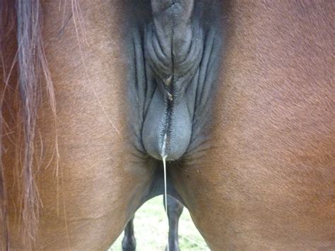Mare Pussy Telegraph