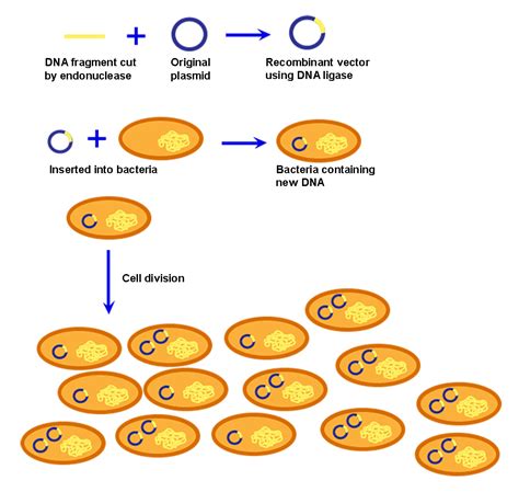 Outline The Steps In Molecular Cloning