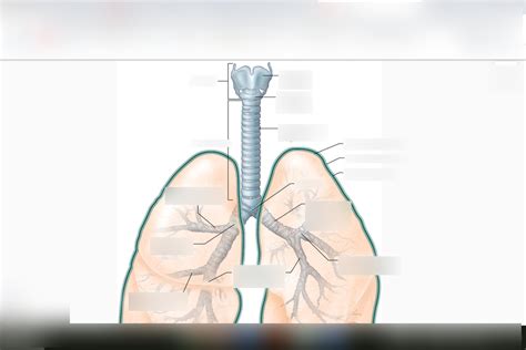 Bio Labeling The Trachea Diagram Quizlet