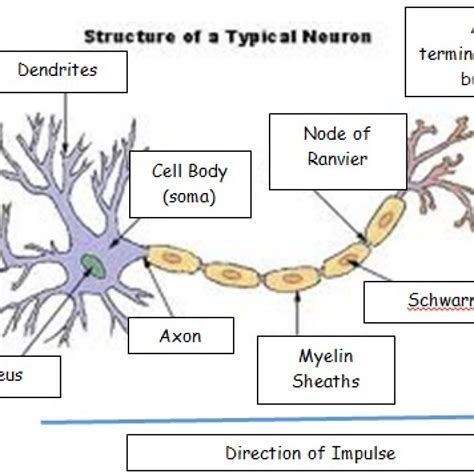 The Structure And Function Of Sensory Relay And Motor Neurons