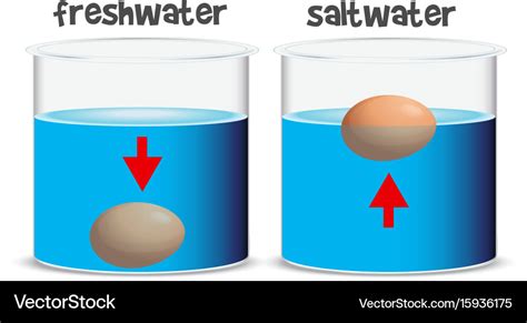 Science Experiment For Freshwater And Saltwater Vector Image