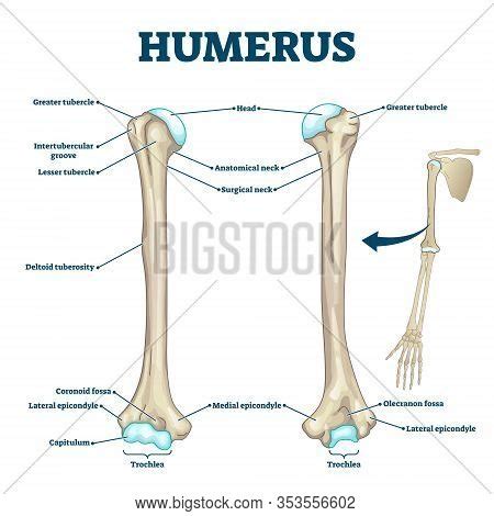 Humerus Bone Labeled Vector Photo Free Trial Bigstock