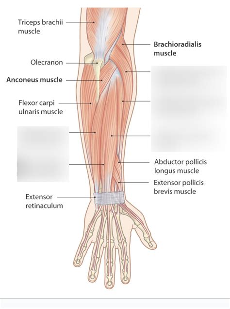 Muscles Of The Forearm Posterior Compartment Diagram Quizlet