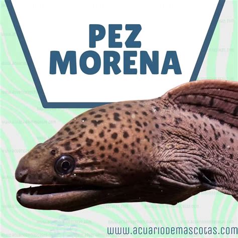 Arriba 100 Imagen Peces Tipo Morena Abzlocal Mx