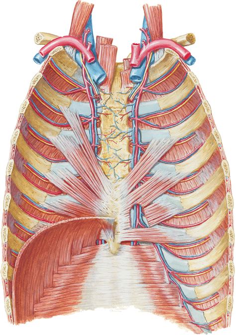 Anterior Thoracic Wall Interior View Diagram Quizlet