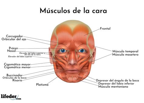 Musculos Del Rostro Cara Vista Desde El Frente Anatomia Humana Porn