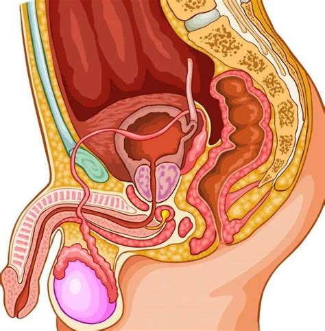 Male Reproductive System EPuzzle Photo Puzzle