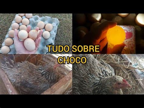 SELECIONANDO OVOS PARA CHOCAR COMO FAZER GALINHA ENTRAR NO CHOCO