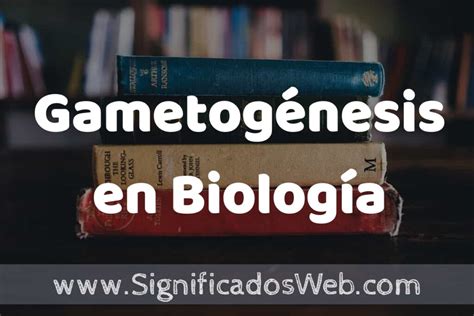 Concepto de Gametogénesis en Biología Que es Definición y Significado