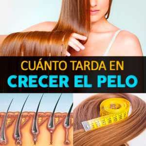 Cuánto tarda en crecer el pelo La Guía de las Vitaminas