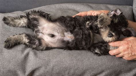 La Hernia Del Cachorro Desaparecerá