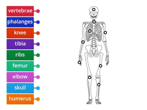 HUMAN SKELETON Labelled Diagram