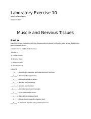 Lab10 Muscle And Nervous Tissue Ab Docx Laboratory Exercise 10 Name