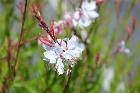 Quelle est la meilleure façon de faire pousser des plantes dans une