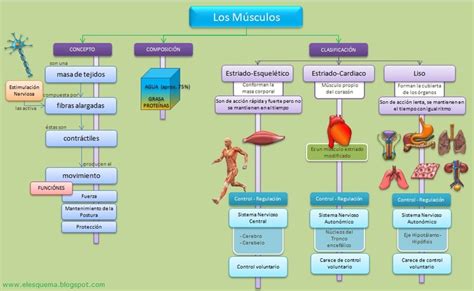 A Diagram Showing The Different Types Of Muscles And Their