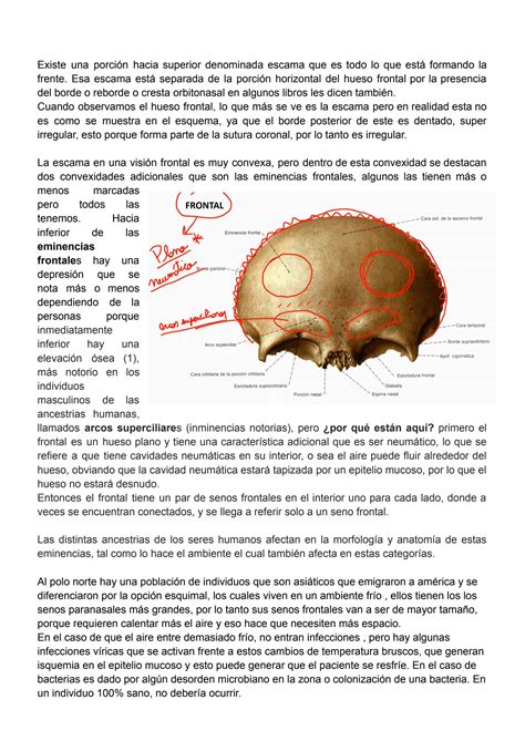 SOLUTION Huesos Del Craneo Y Fosas Craneales Odontologia Udp Studypool