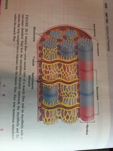 Mblex Part Muscles Flashcards Quizlet