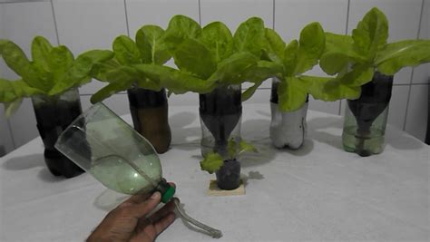Mundo das Plantas Como plantar Alface Vaso Auto Irrigável em