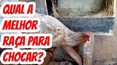 Qual é a melhor raça de galinha para chocar os ovos sem abandonar o
