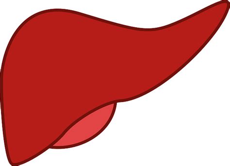 Il Fegato Dove Si Trova A Destra O Sinistra Come Funziona Scuoladelia