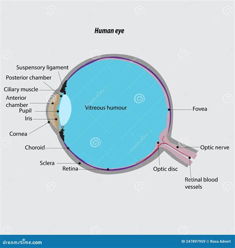 Dibujo Vectorial De Sección Transversal De Ojos Humanos Partes Del Ojo