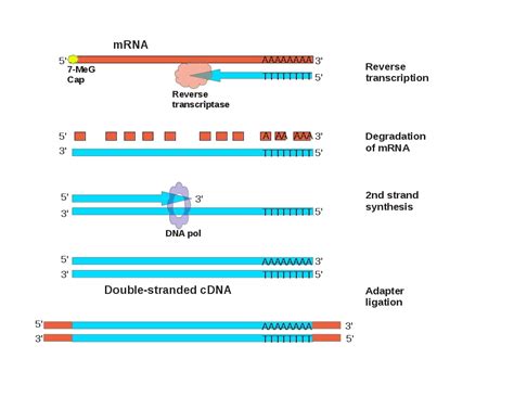 Recombinant Dna Biological Principles