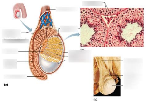 Lesson Anatomy Of Testis Diagram Quizlet
