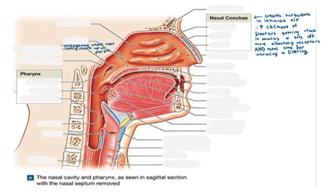 Nasal Cavity Pharynx Diagram Quizlet