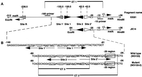 Mutations That Increase The Activity Of The Promoter Of TheEscherichia
