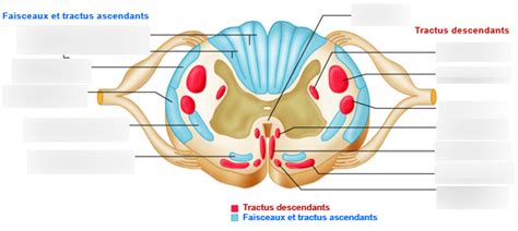 Substance Grisse Et Blanche Spinal Diagram Quizlet
