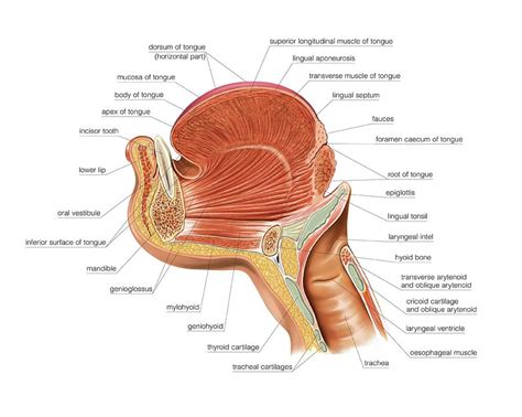 Tongue Labelled Diagram