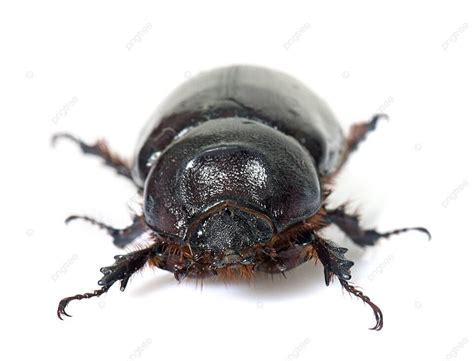 European Rhinoceros Beetle Background Images HD Pictures And Wallpaper