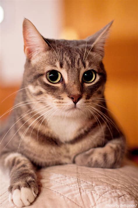 美人猫大集合 写真からひもとく奇跡の一枚を撮る10のポイント1 3 mimot ミモット