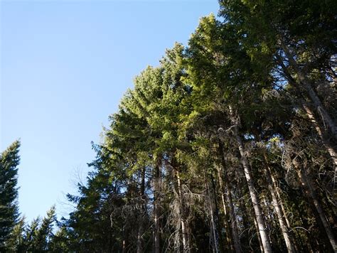 Bosque Árboles Paisaje Foto gratis en Pixabay Pixabay