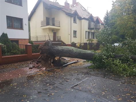 Zerwana Elewacja Dziesi Tki Powalonych Drzew Efekt Wichury Nad