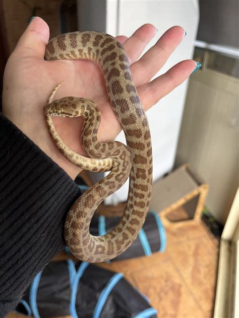 Flinders Ranges Stimsons Python ReptileSALES Au Reptile