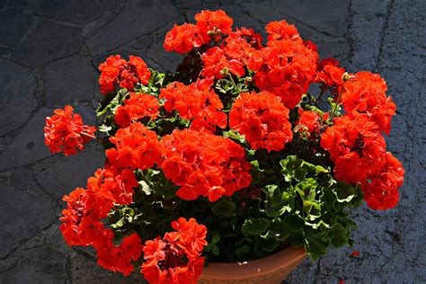 Details 100 Flores De Primavera Exterior Abzlocal Mx