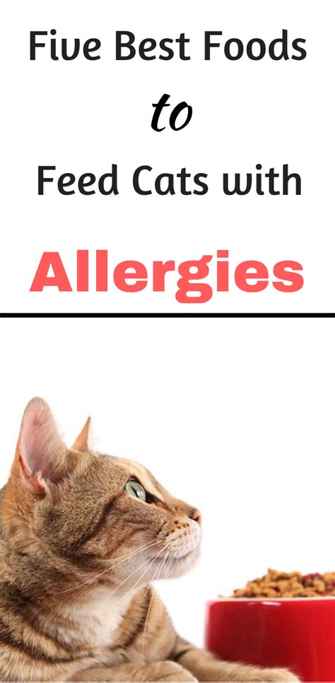Cat Food Allergy Symptoms And Prevention