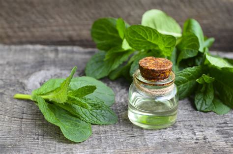 El Poder Curativo De Las Plantas Medicinales Axium