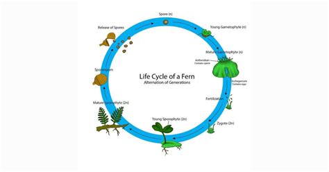 Fern Life Cycle Complex Process Of Alternation Of Generations Learn