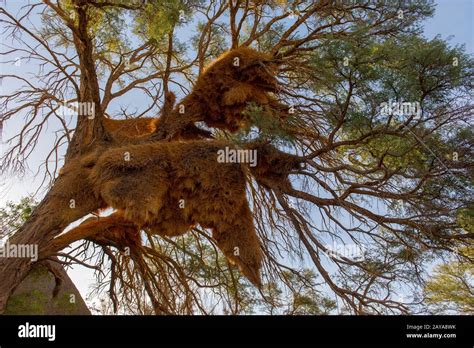 The Giant Nest Of Sociable Weaver Birds Philetairus Socius In A Tree
