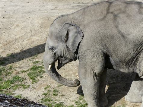 Elefant Natur Tier Kostenloses Foto Auf Pixabay