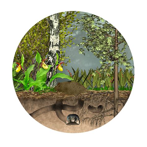 WARSTWOWA BUDOWA LASU LAYERS OF THE FOREST On Behance