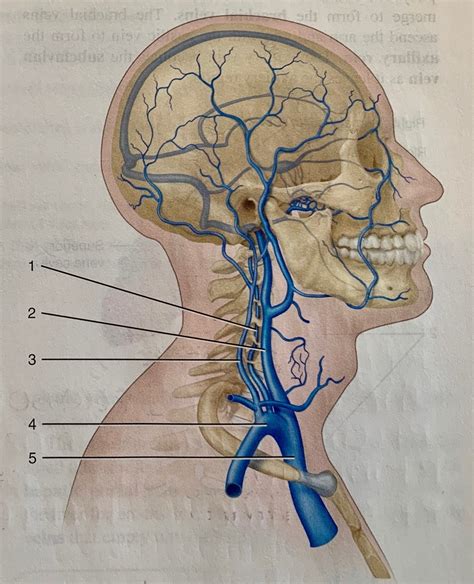 Major Veins Of The Head And Neck Diagram Quizlet