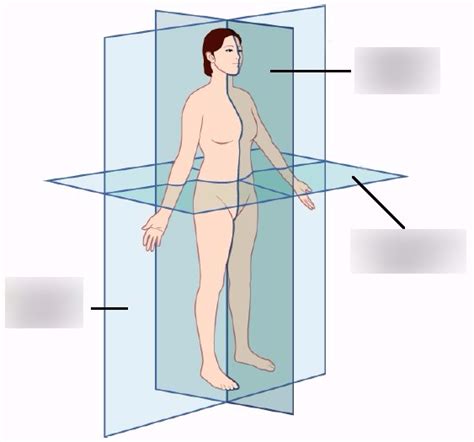 Planes Of The Body Diagram Quizlet