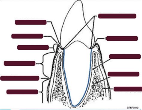 Periodontium Structure