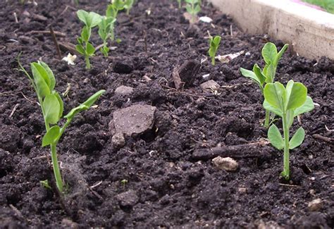 Como Plantar Ervilha Hortas Info