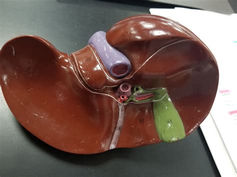 Liver Diagram Quizlet