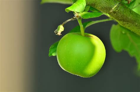 Amazing Benefits Of Green Apples For Skin Hair Weight Loss And Health